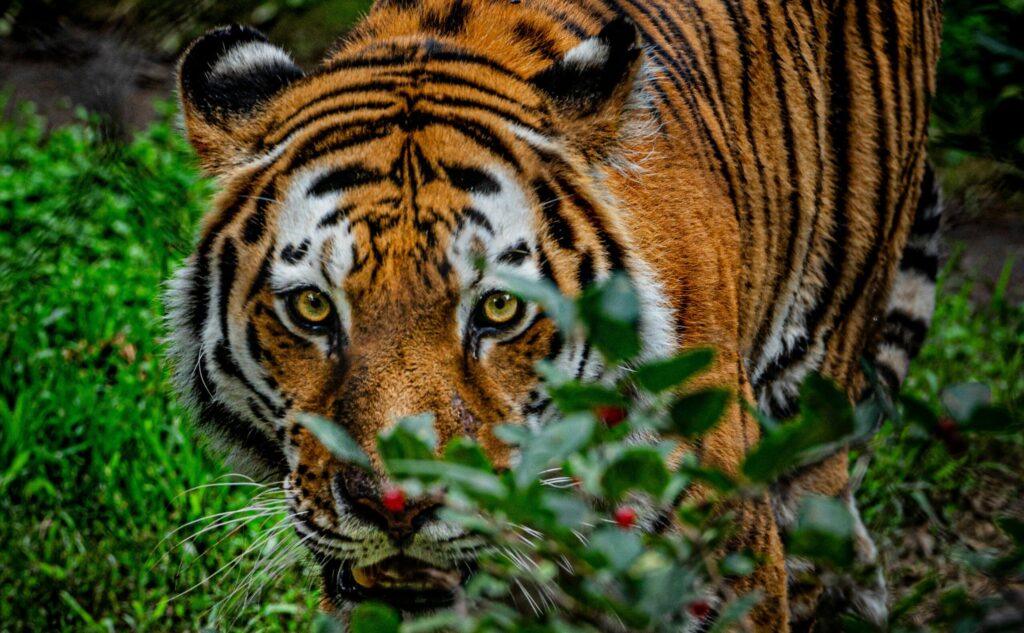 The Prophecy of the Tiger: Folktale from India